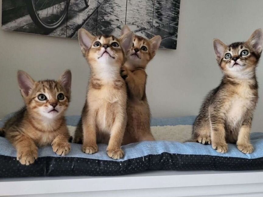 Котята