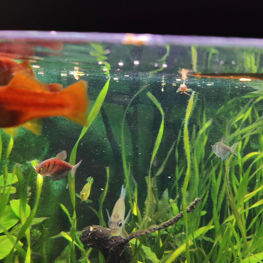 Меченосцы производители