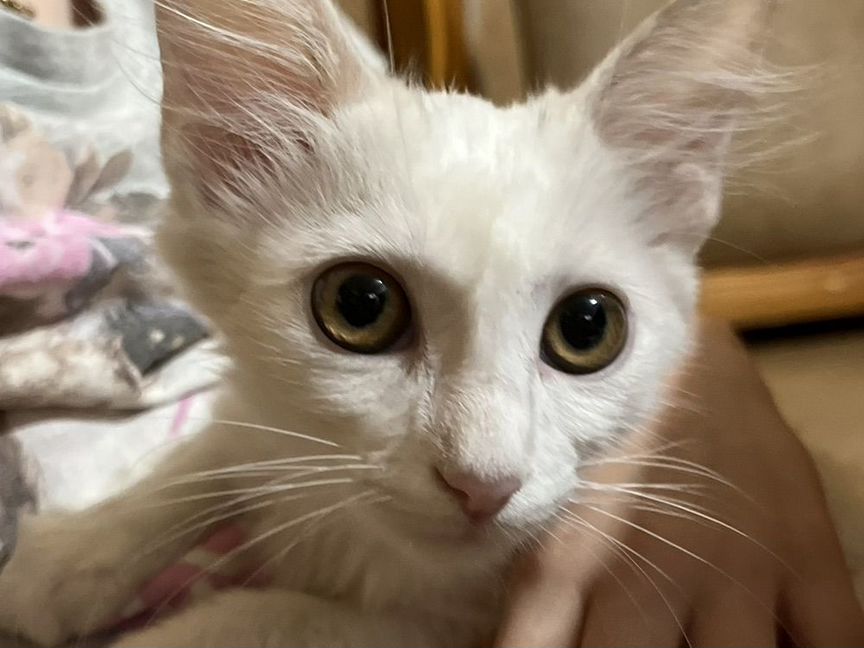 Кошки в добрые руки