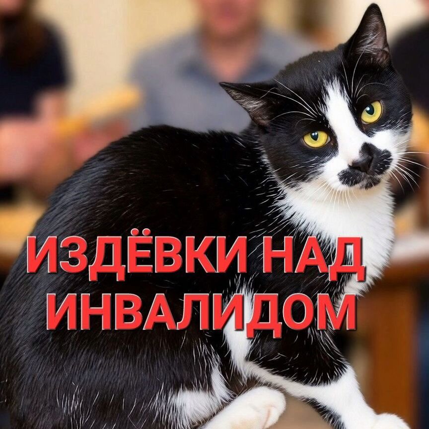 Британский короткошёрстный, взрослый кот
