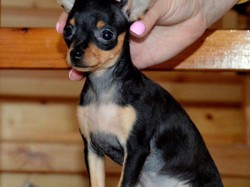 Той-терьер гладкошерстный