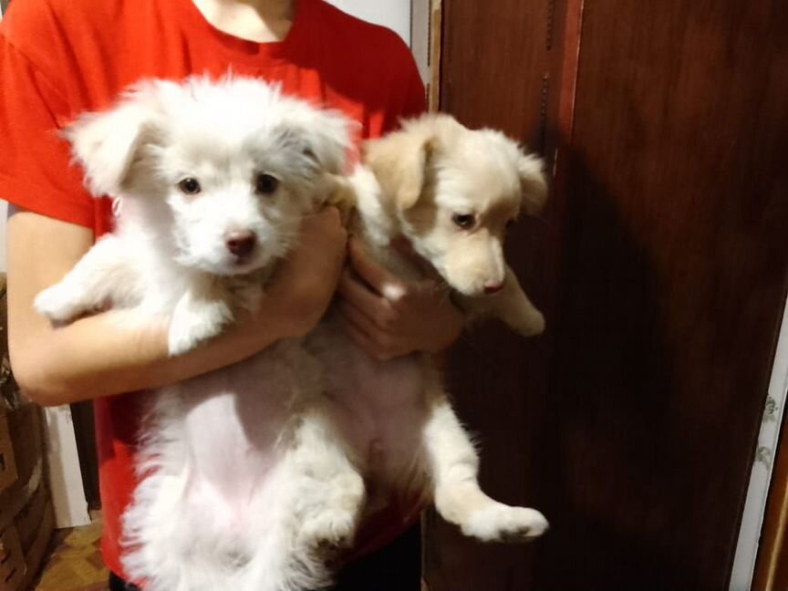 Собака в добрые руки маленькая порода