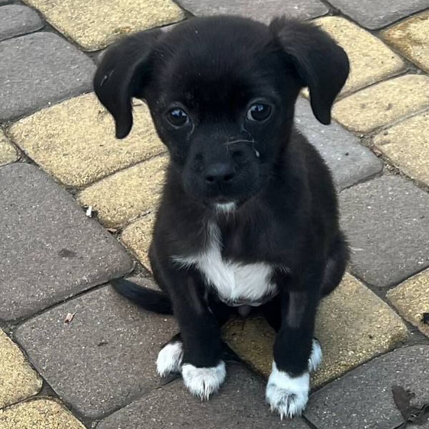 Щенок в добрые руки