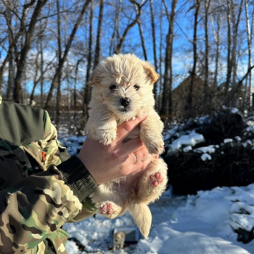 Щенок в добрые руки бесплатно