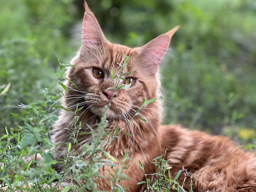 Котята мейн-кун