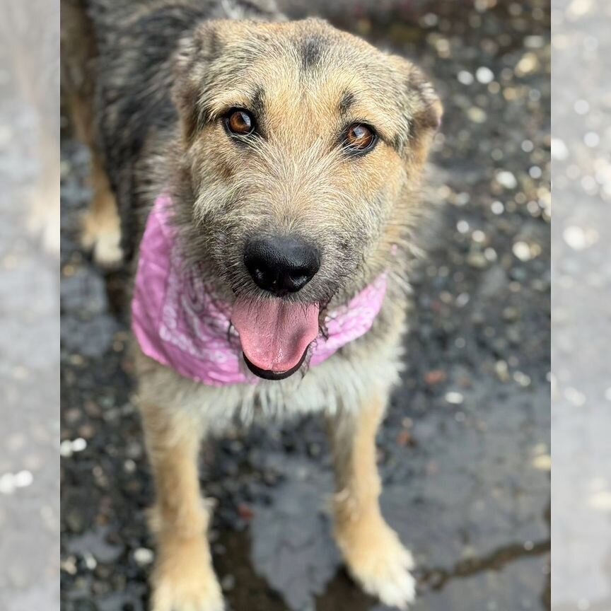 Взрослая собака в добрые руки