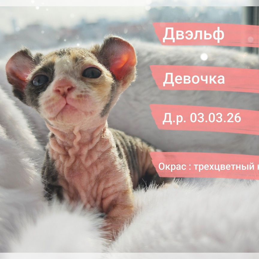 Канадский сфинкс котёнок