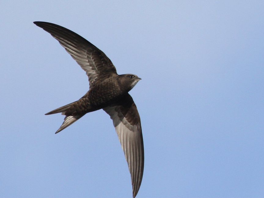 Стриж птица