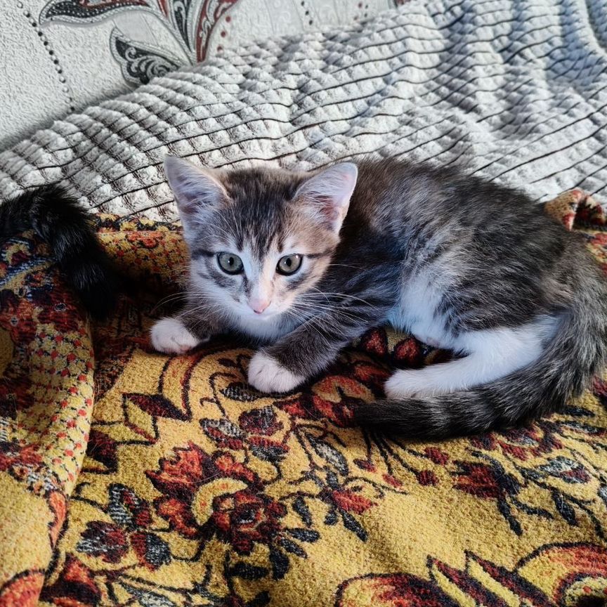 Котёнок от частного владельца