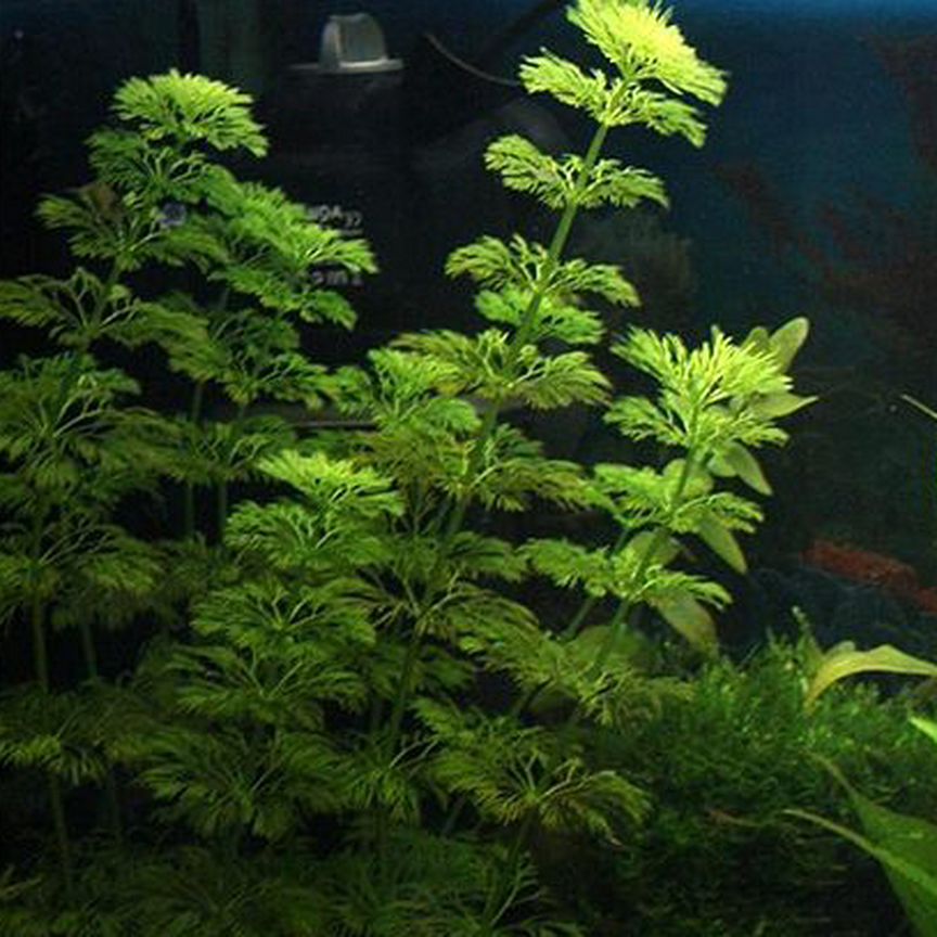 Лимнофила сидячецветковая аква растение