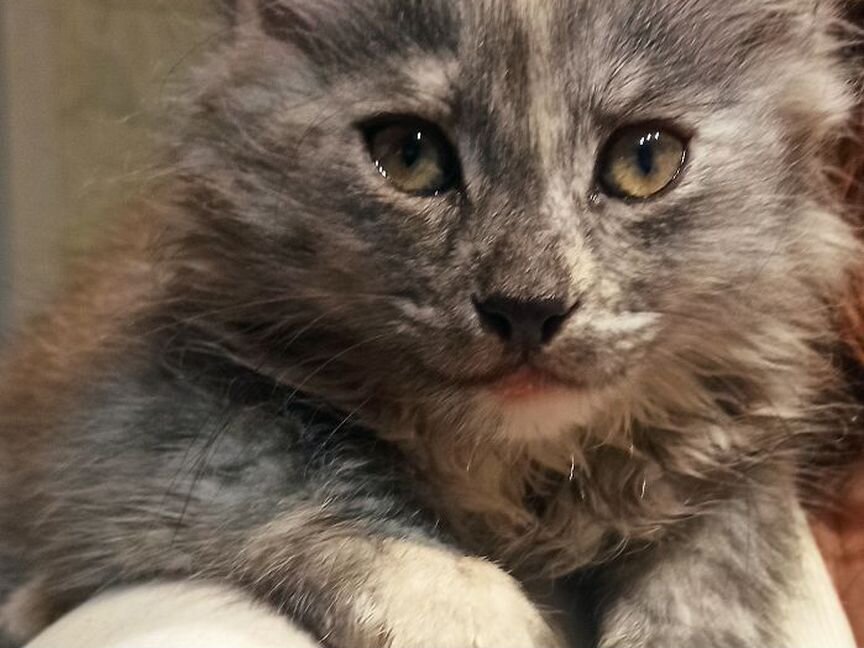 Кошки бесплатно