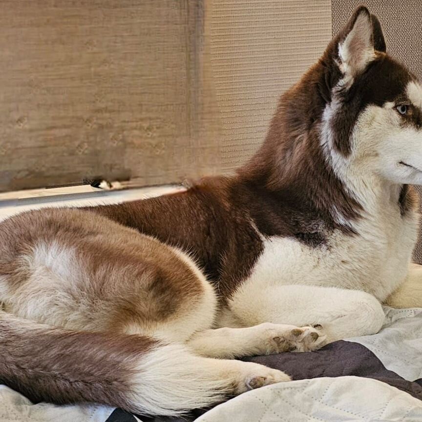 Сибирский хаски