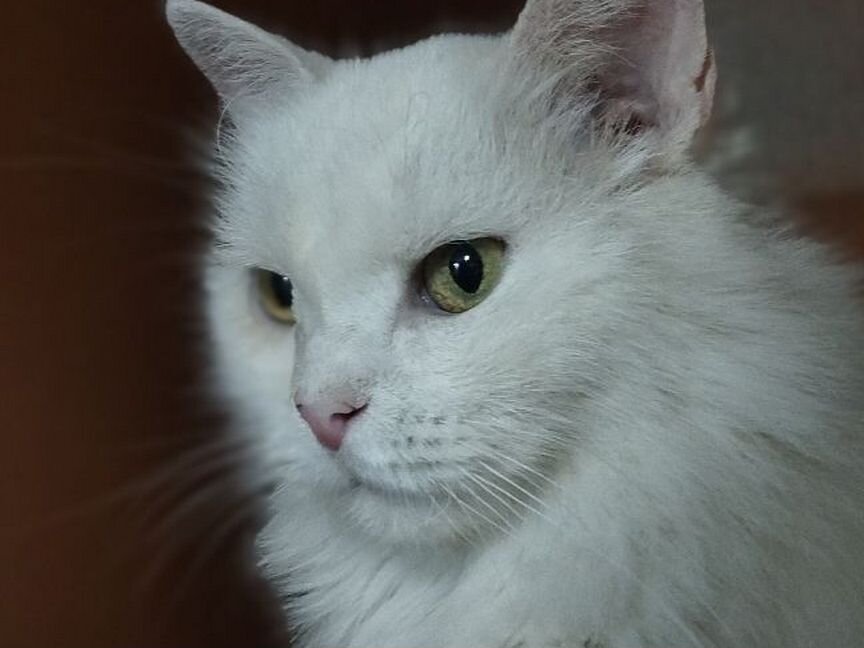 Красавица Моника в добрые руки