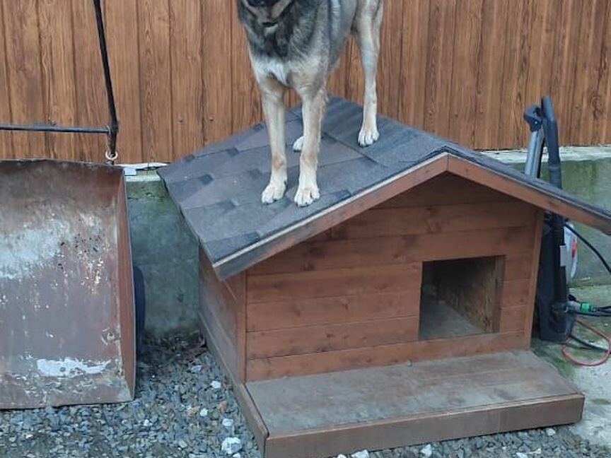 Злой пес для охраны