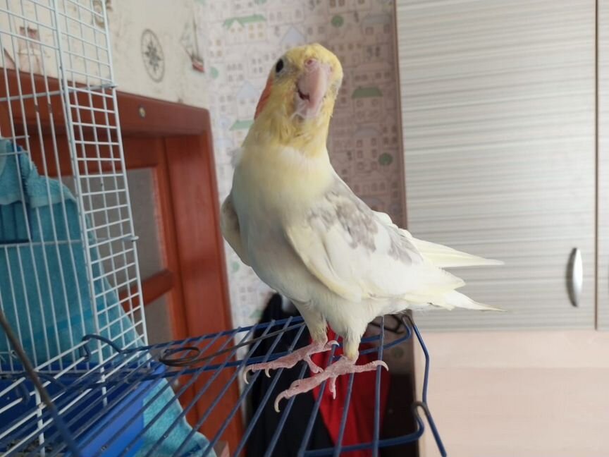 Попугай корелла с клеткой