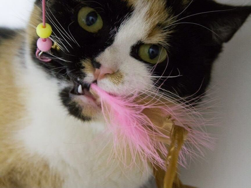 Кошечка ищет ответственного хозяина