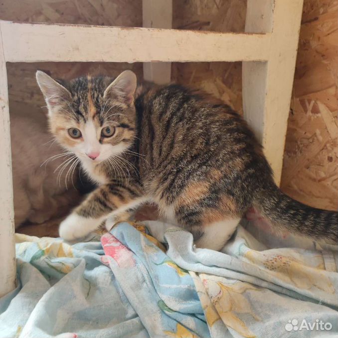 Трехцветный котенок счастье в доме в дар