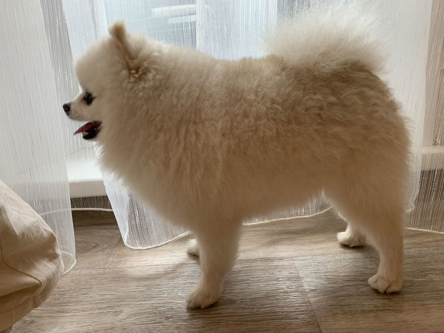 Продам Померанского шпица