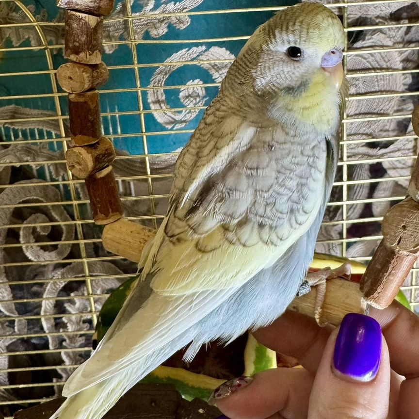 Выставочный волнистый попугай ввп Чех