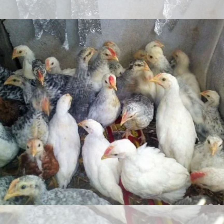 Цыплята петушки