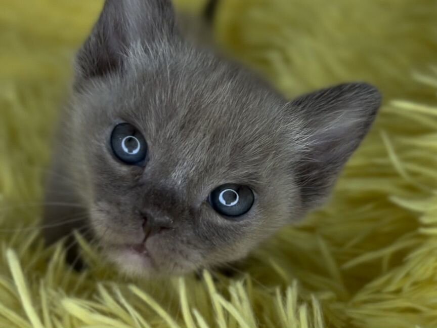 Шоколадная девочка