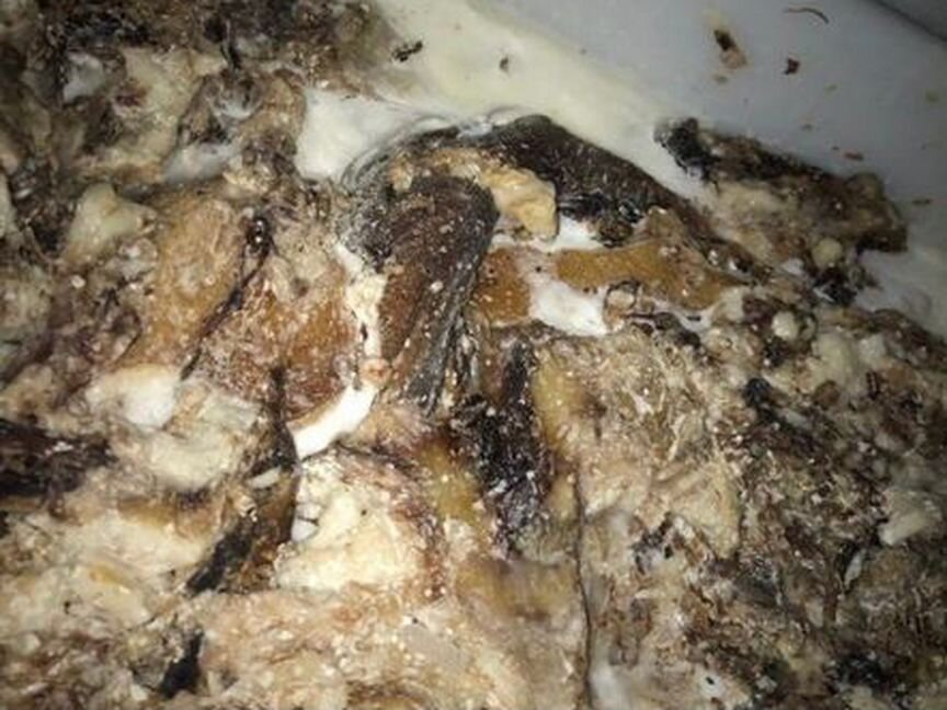 Жмых с голов, ливер, на корм