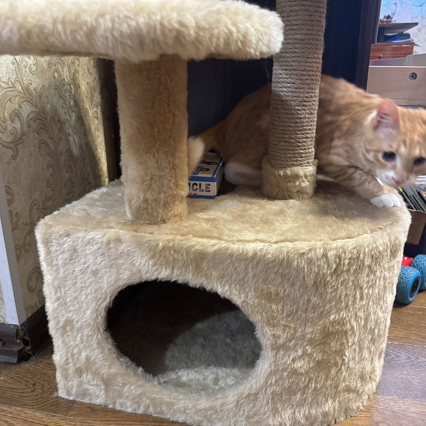 Когтеточка