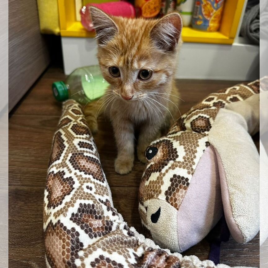 Рыжий котенок
