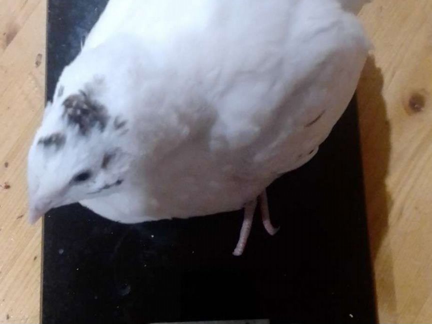 Перепела Супертяж