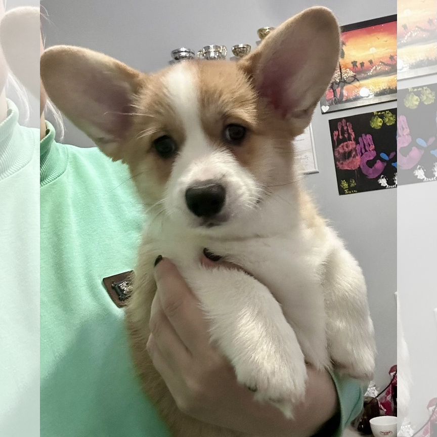 Вельш Корги Пемброк, щенок