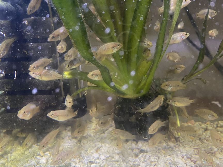 Малёк хромиса красавица