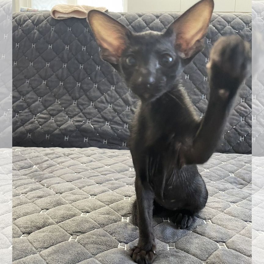 Ориентальный котёнок