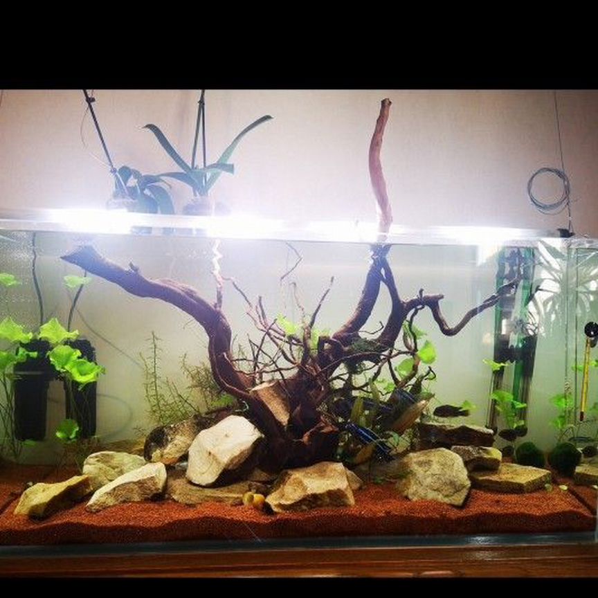 Продам аквариум открытый 100л