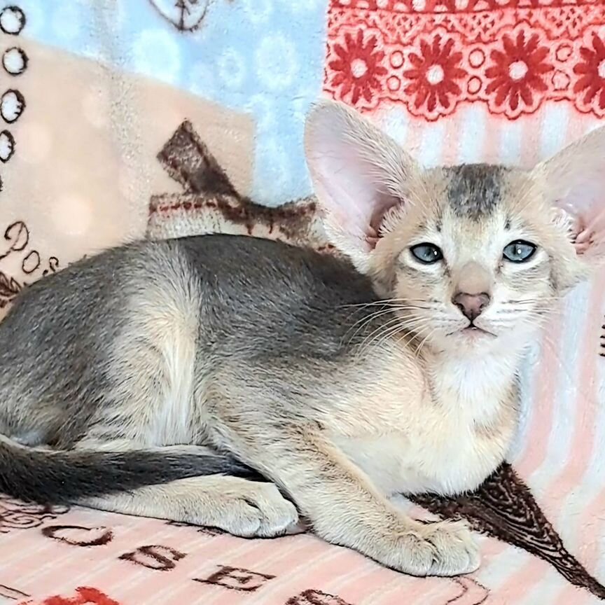 Ориентальные котята шоу-класс