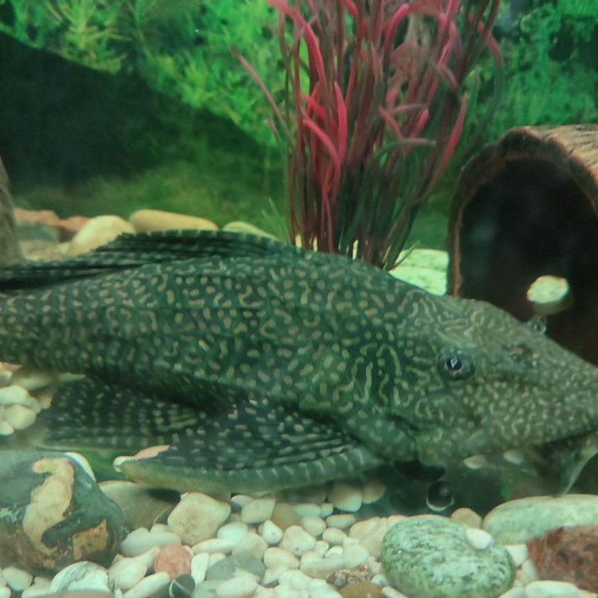Сом птеригоплихт парчовый