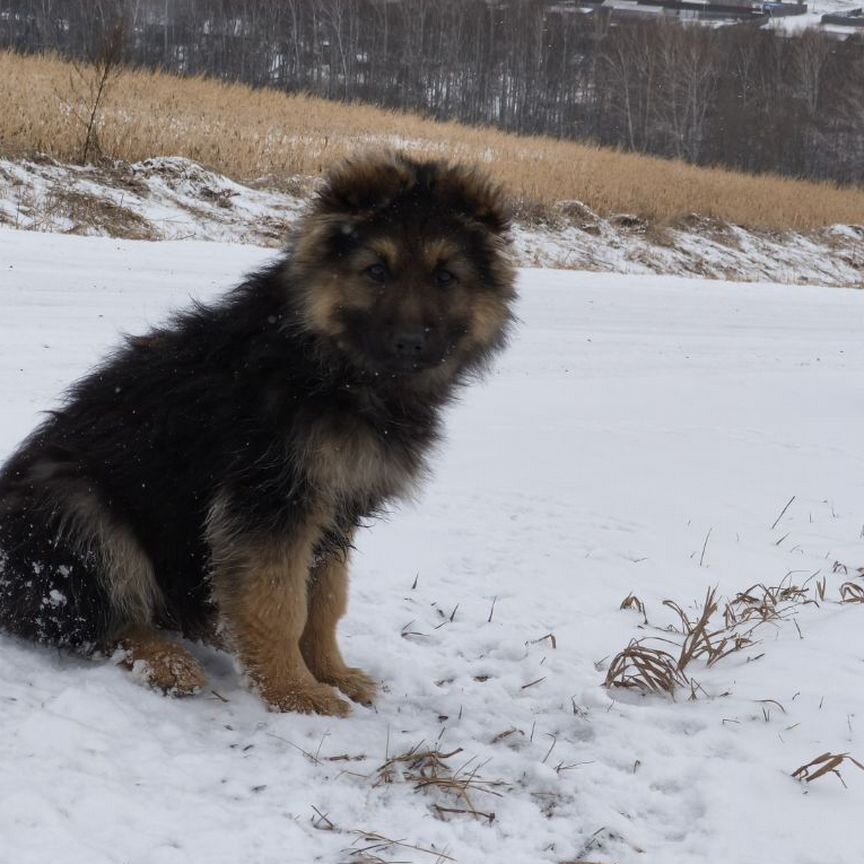 Щенок в добрые руки