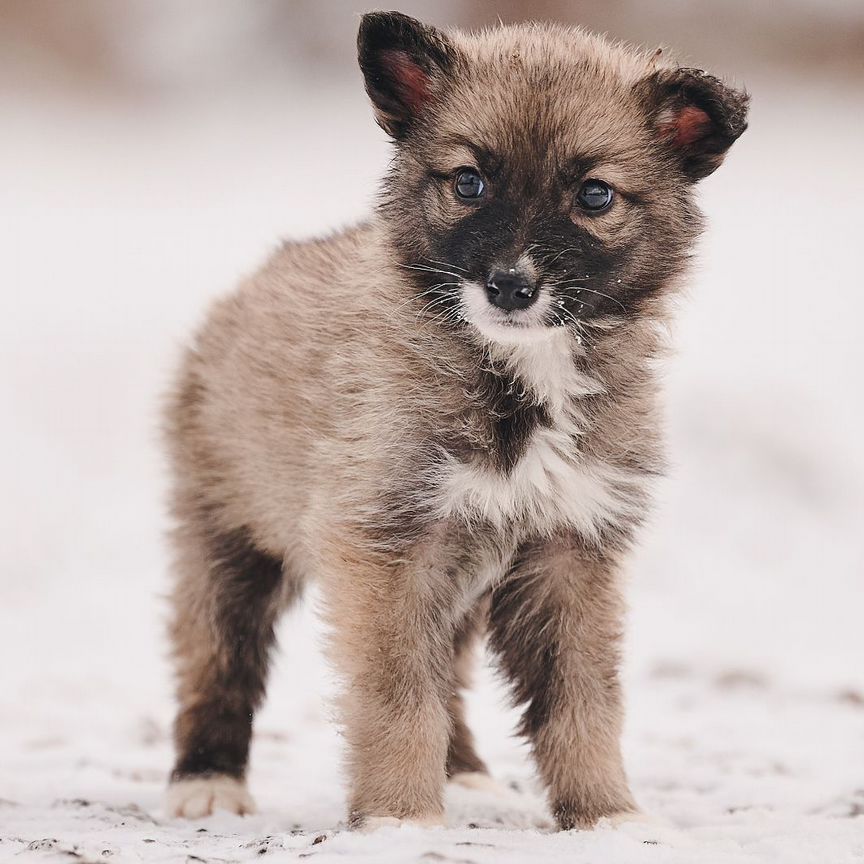 Щенок в добрые руки