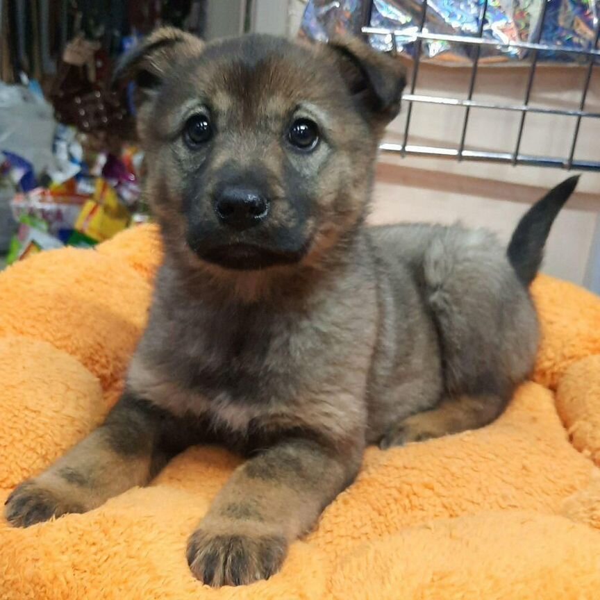 Щенок в добрые руки