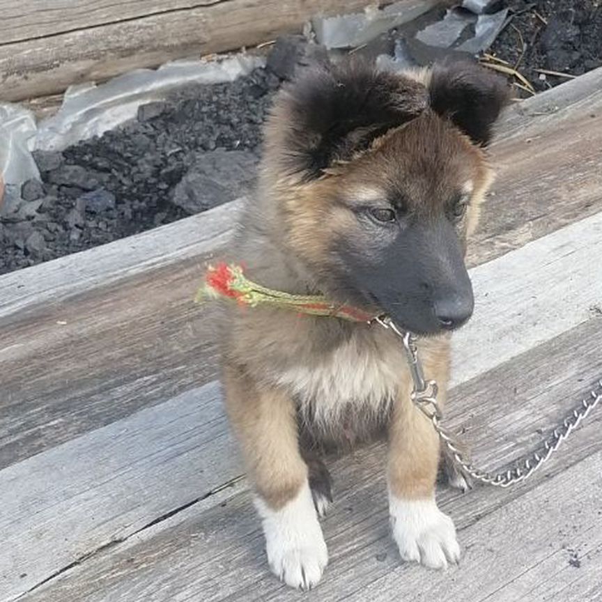 Щенок в добрые руки