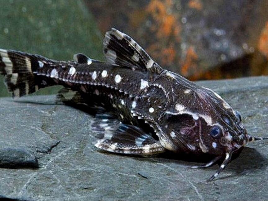 Сом агамикс звездчатый.Продам 2 сома