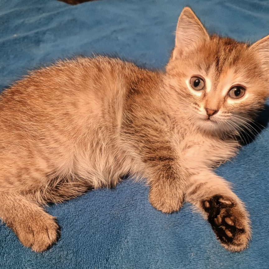 Котёнок в добрые руки