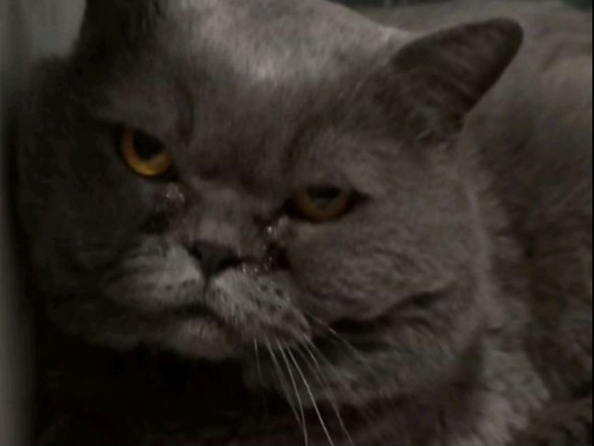 Кот в добрые руки