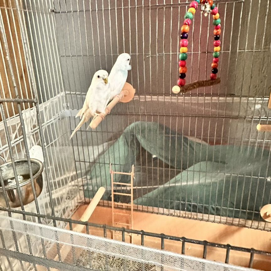 Волнистый попугай