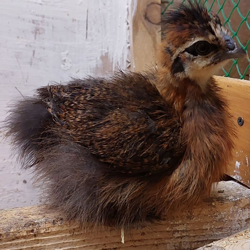 Китайские шелковые цыплята