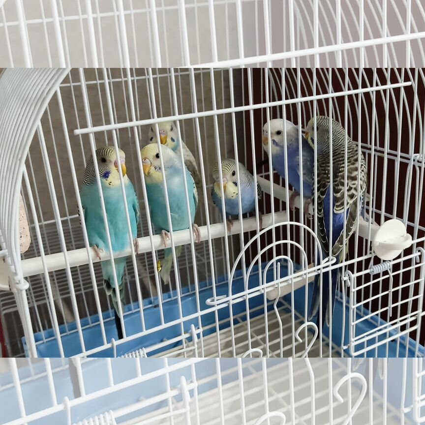 Птенцы волнистый попугай