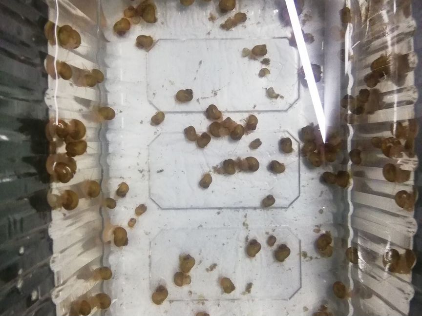 Улитки ампулярии и хелена