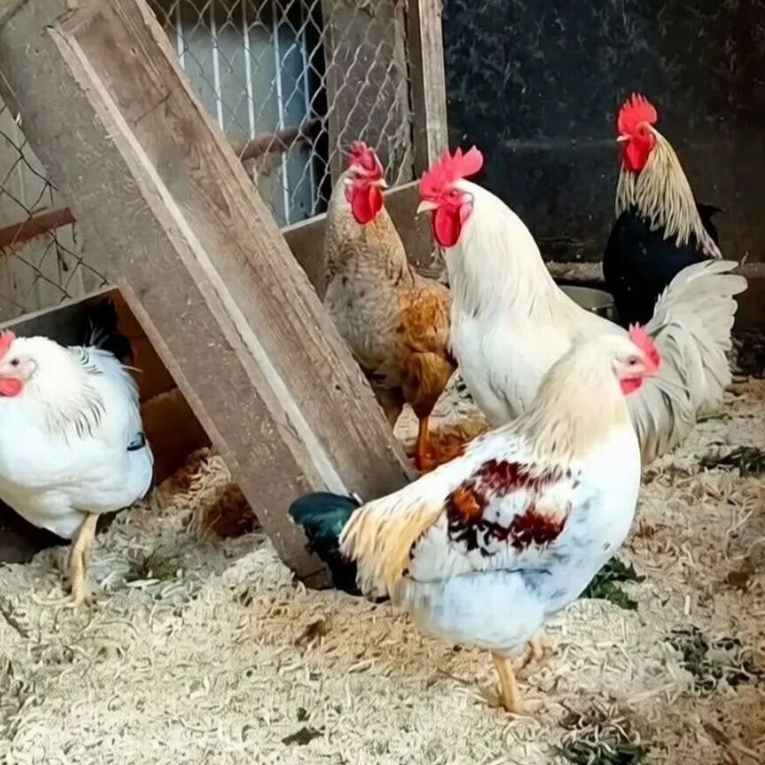 Петухи