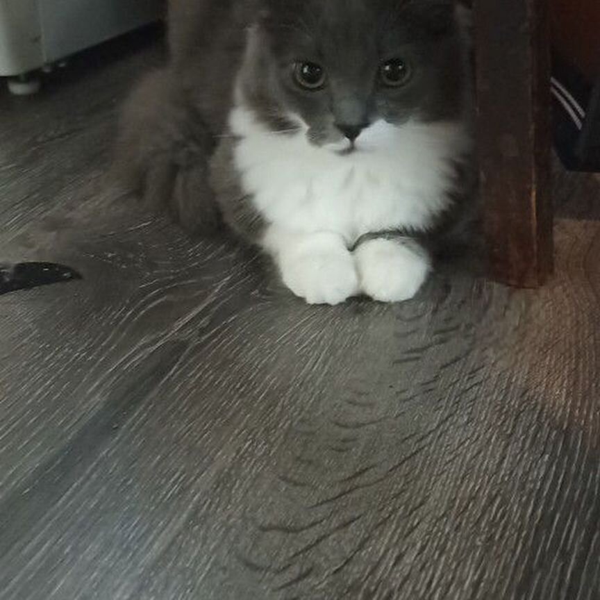 Котёнок, в добрые руки. Папа перс