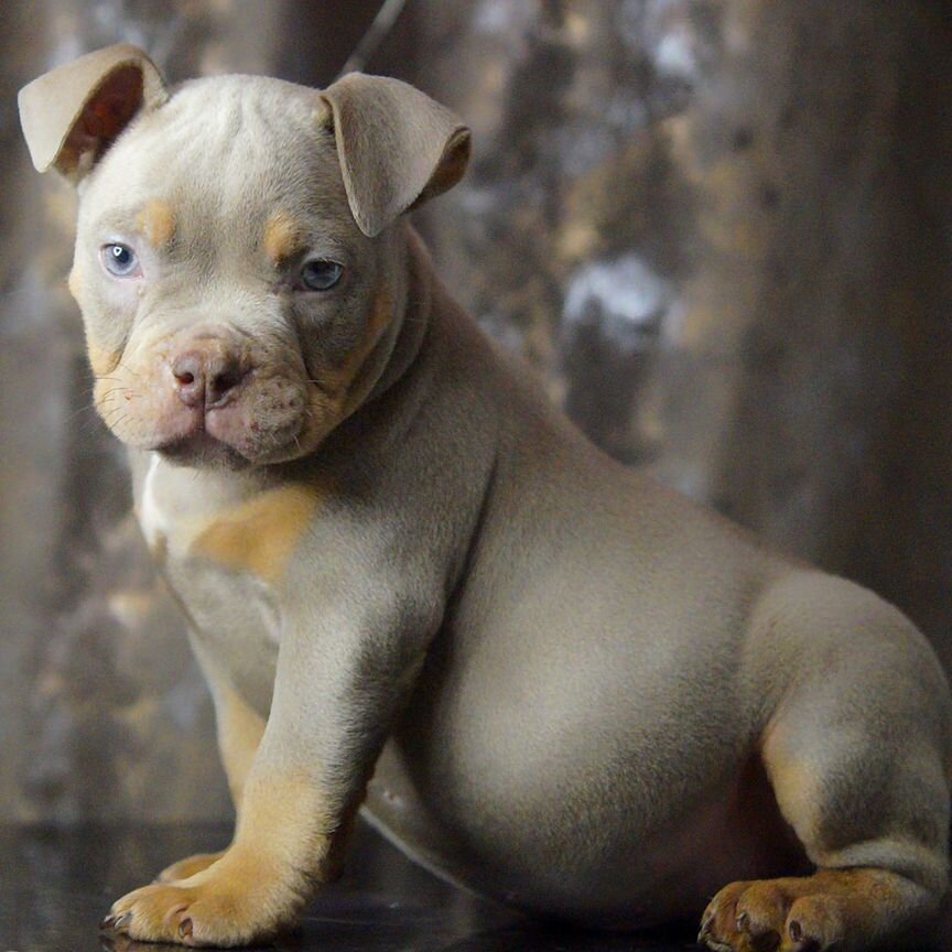 Американский булли, щенок