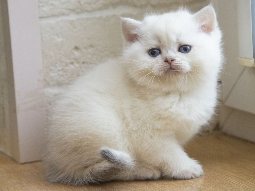 Котенок голубое золото пойнт